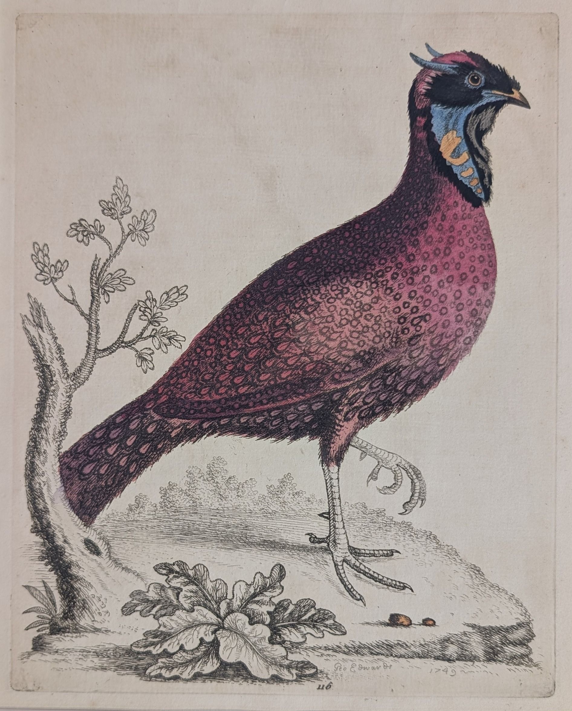 The Horned Indian Pheasant. Original antique copper-plate engraving by ...